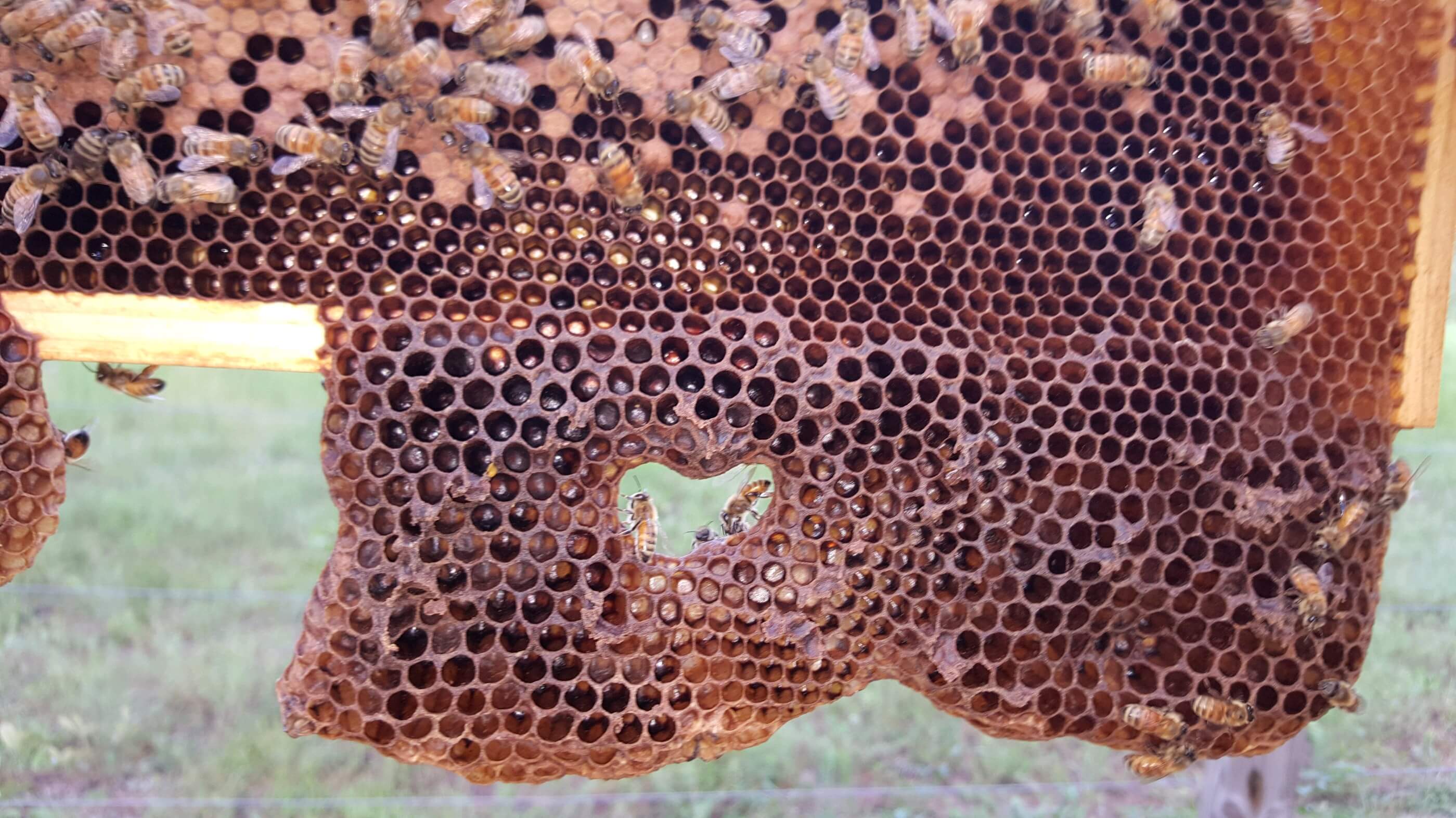 Photo Sep 13, 1 41 28 PM(1) | Guardian Bee Apparel | Beekeeper Suits ...